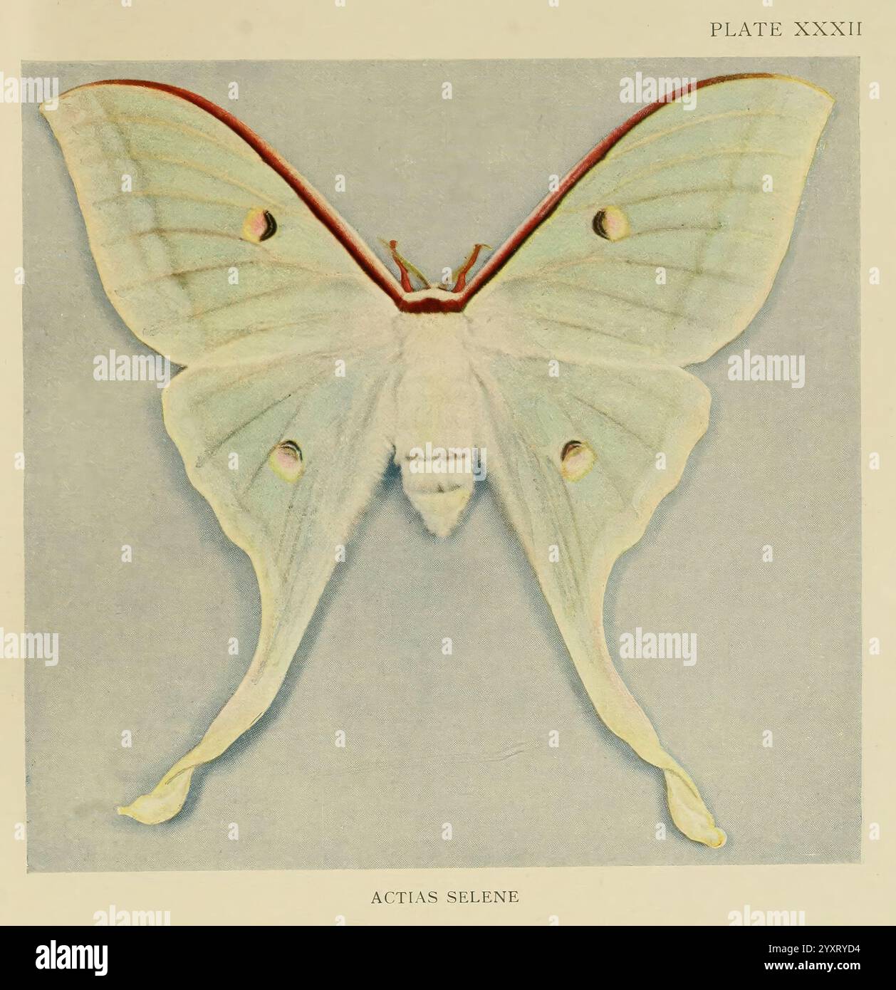 Elegant ivory shades hi-res stock photography and images - Alamy