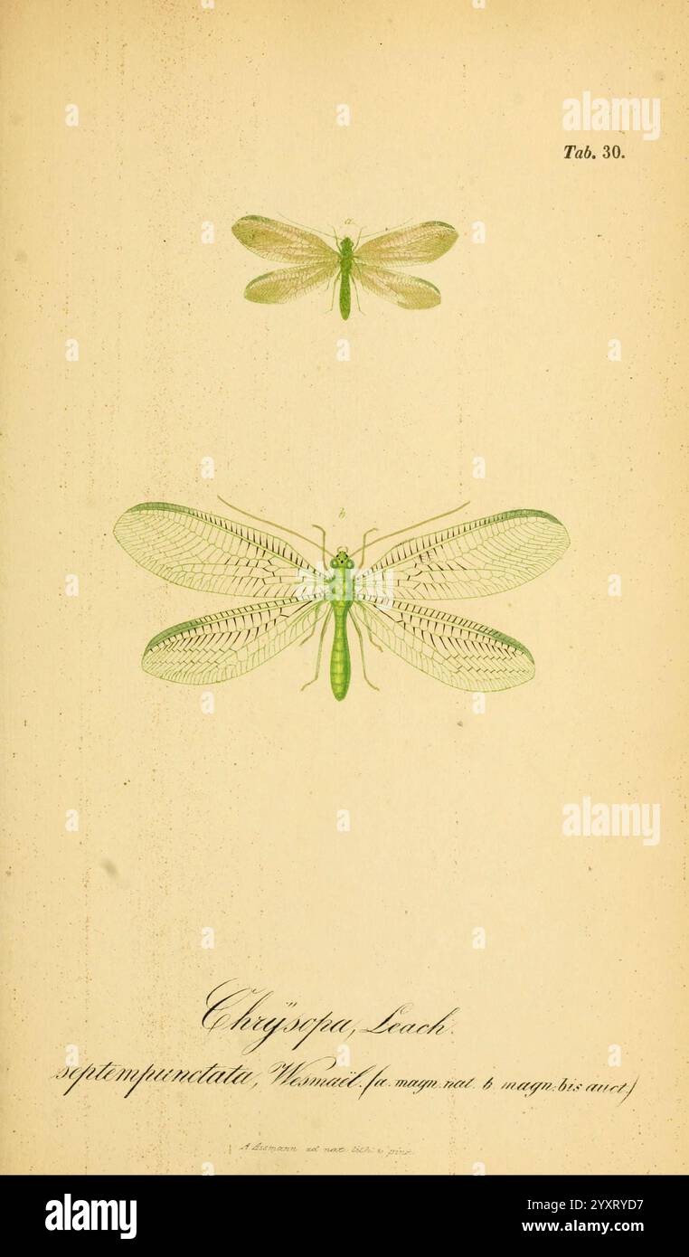 Upper specimen depicts hi-res stock photography and images - Alamy