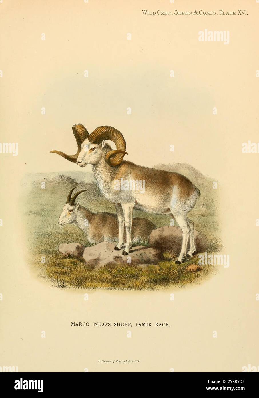 Argali female hi-res stock photography and images - Alamy