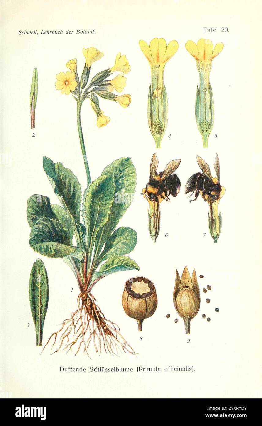 Phylum tracheophyta taxonomy hi-res stock photography and images - Alamy