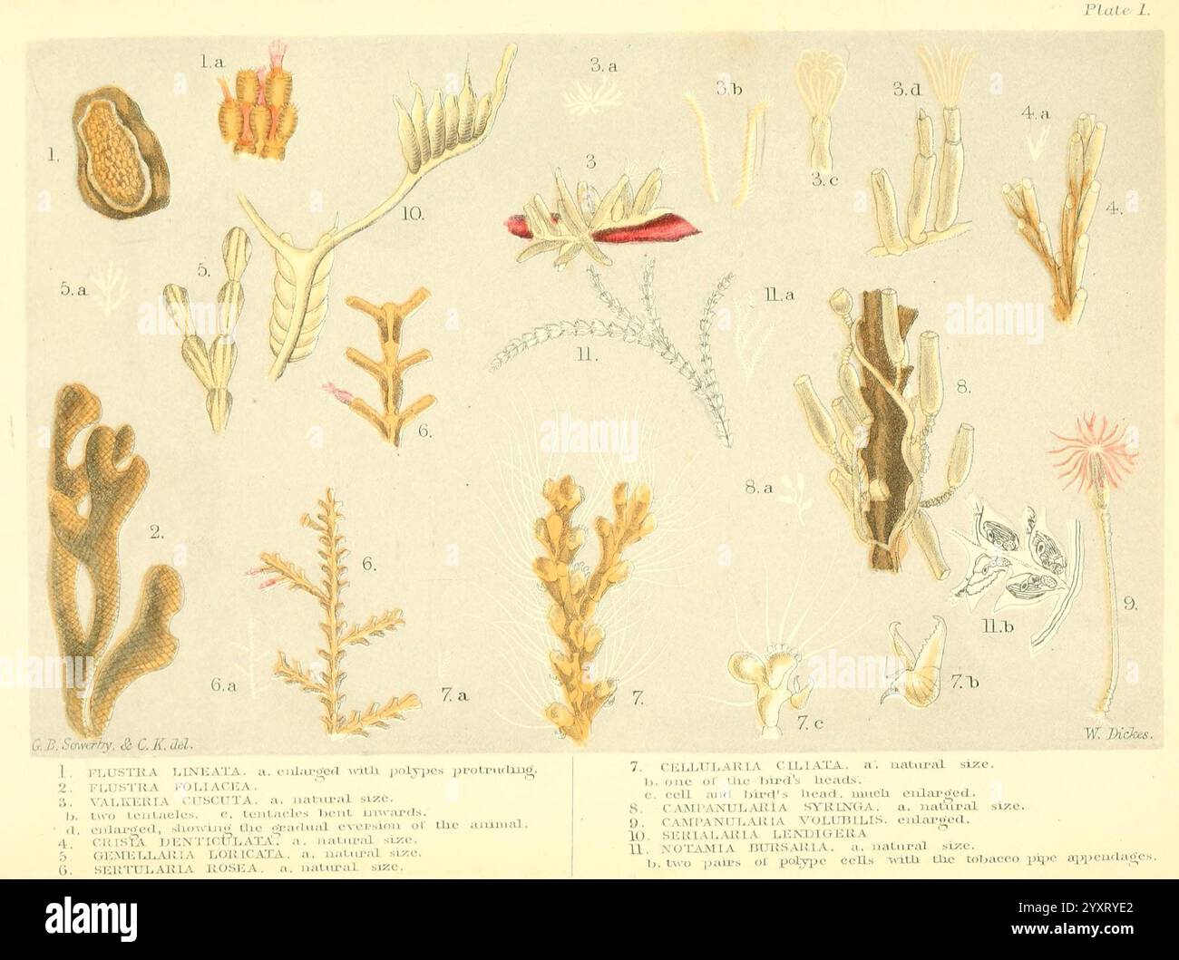 Larger classification of plant species hi-res stock photography and ...