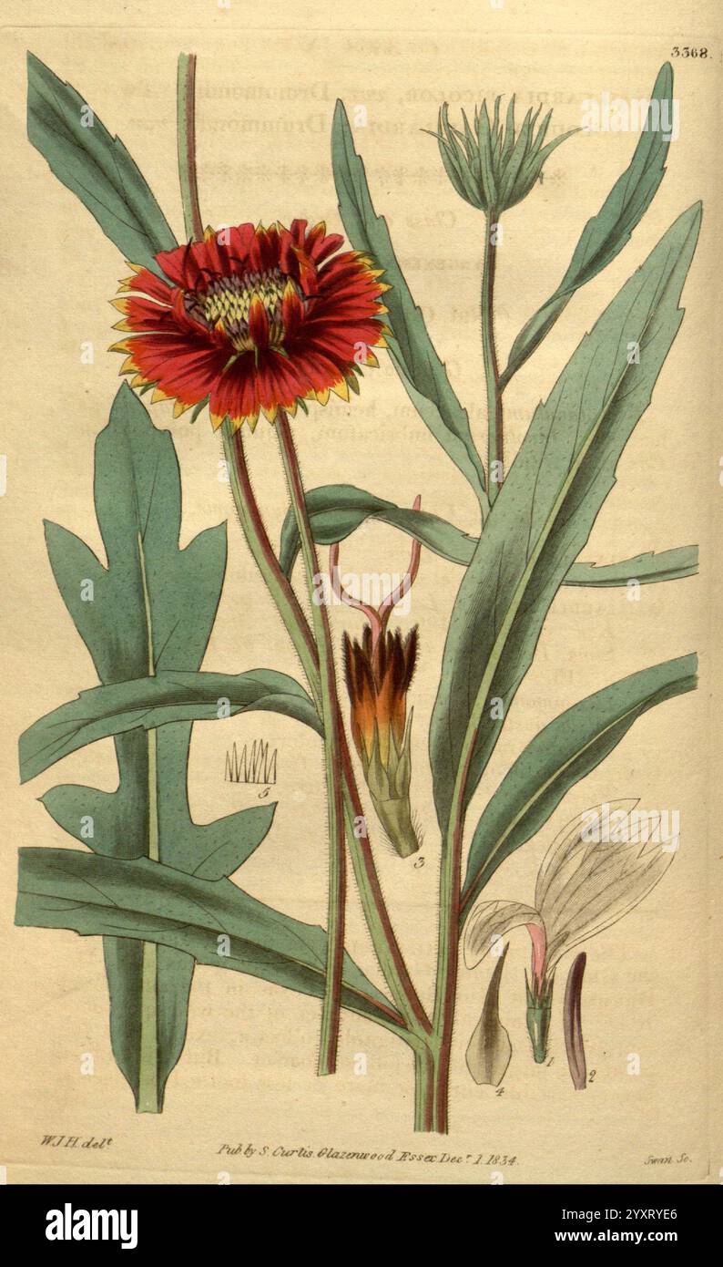Meticulous botanical annotations hi-res stock photography and images ...