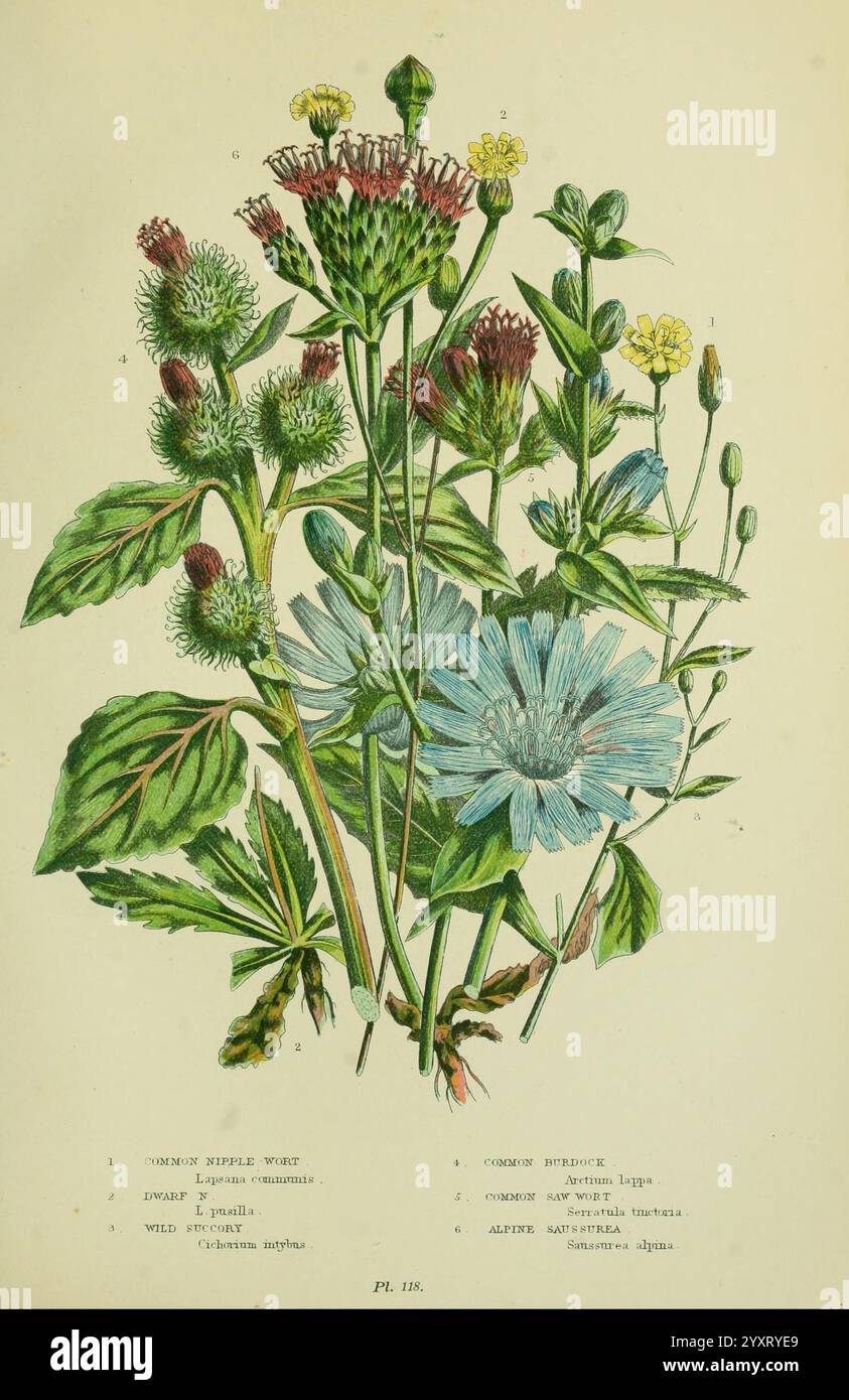 Common ripple weed hi-res stock photography and images - Alamy