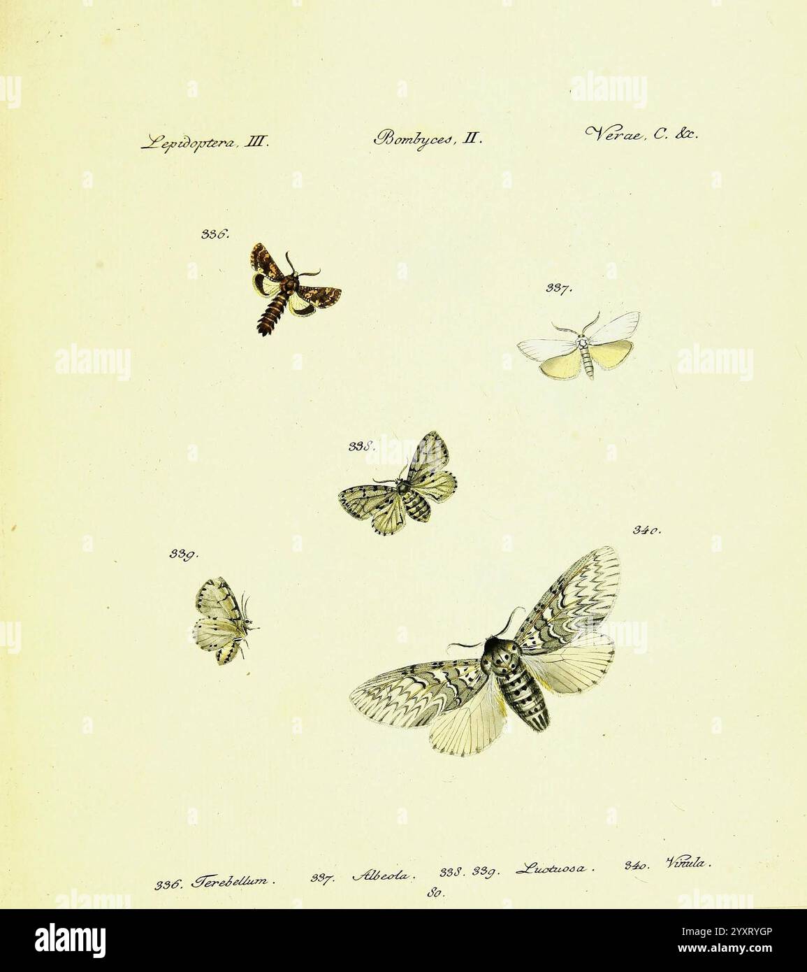 Exhibiting prominent wing patterns hi-res stock photography and images ...