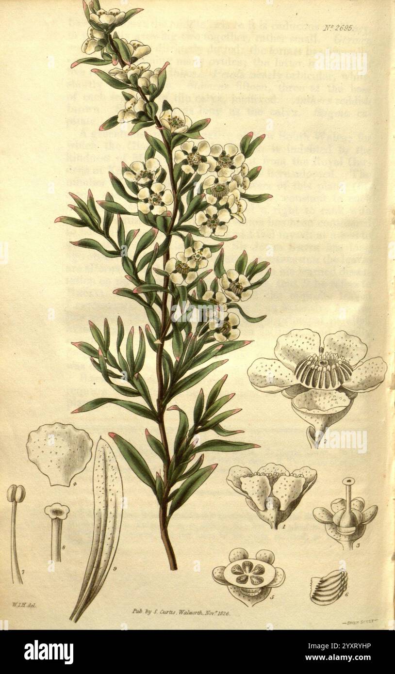 Curtis's Botanical Magazine London, New York Botanical Illustration ...