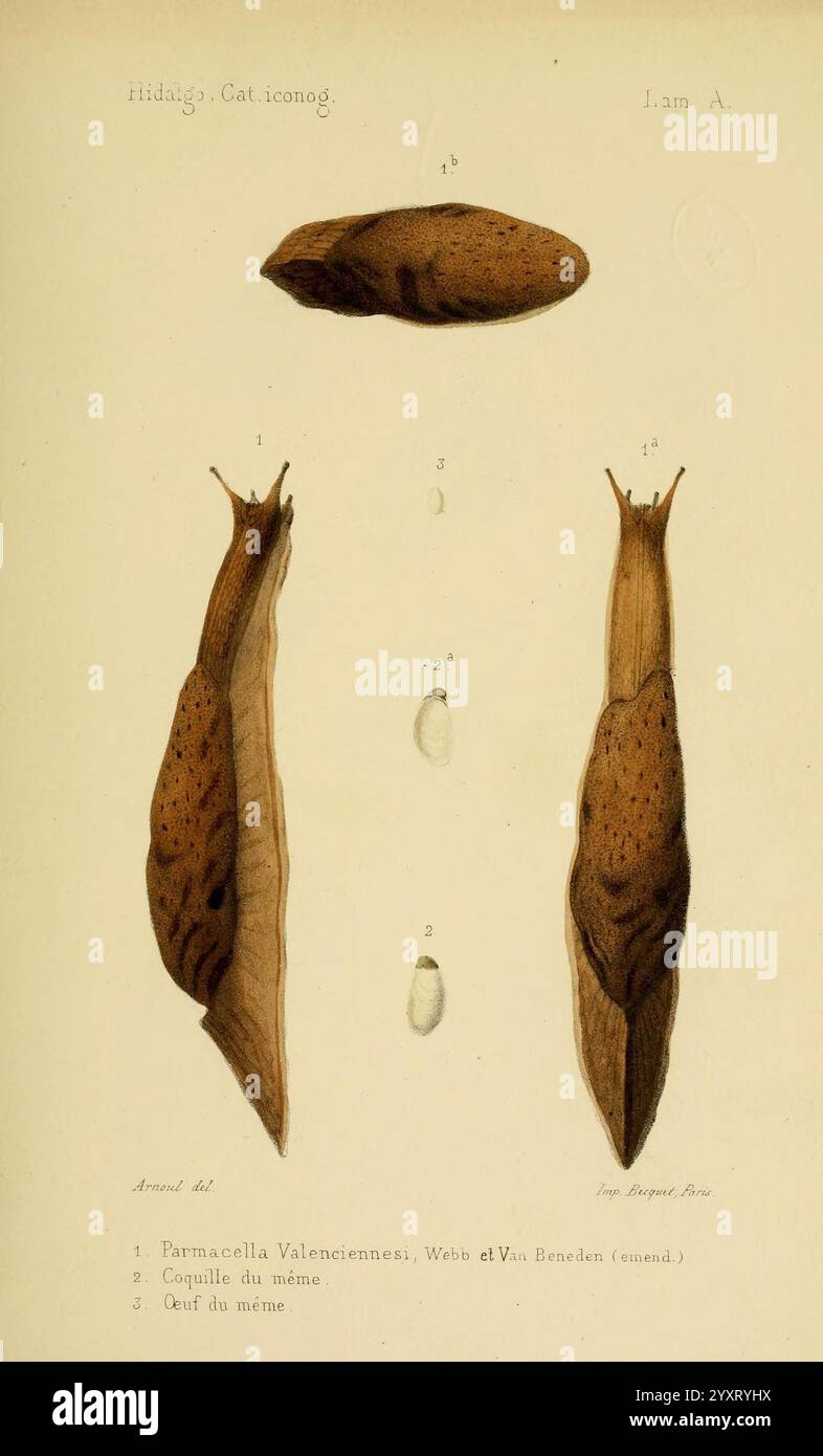 Slugs dorsal profile hi-res stock photography and images - Alamy