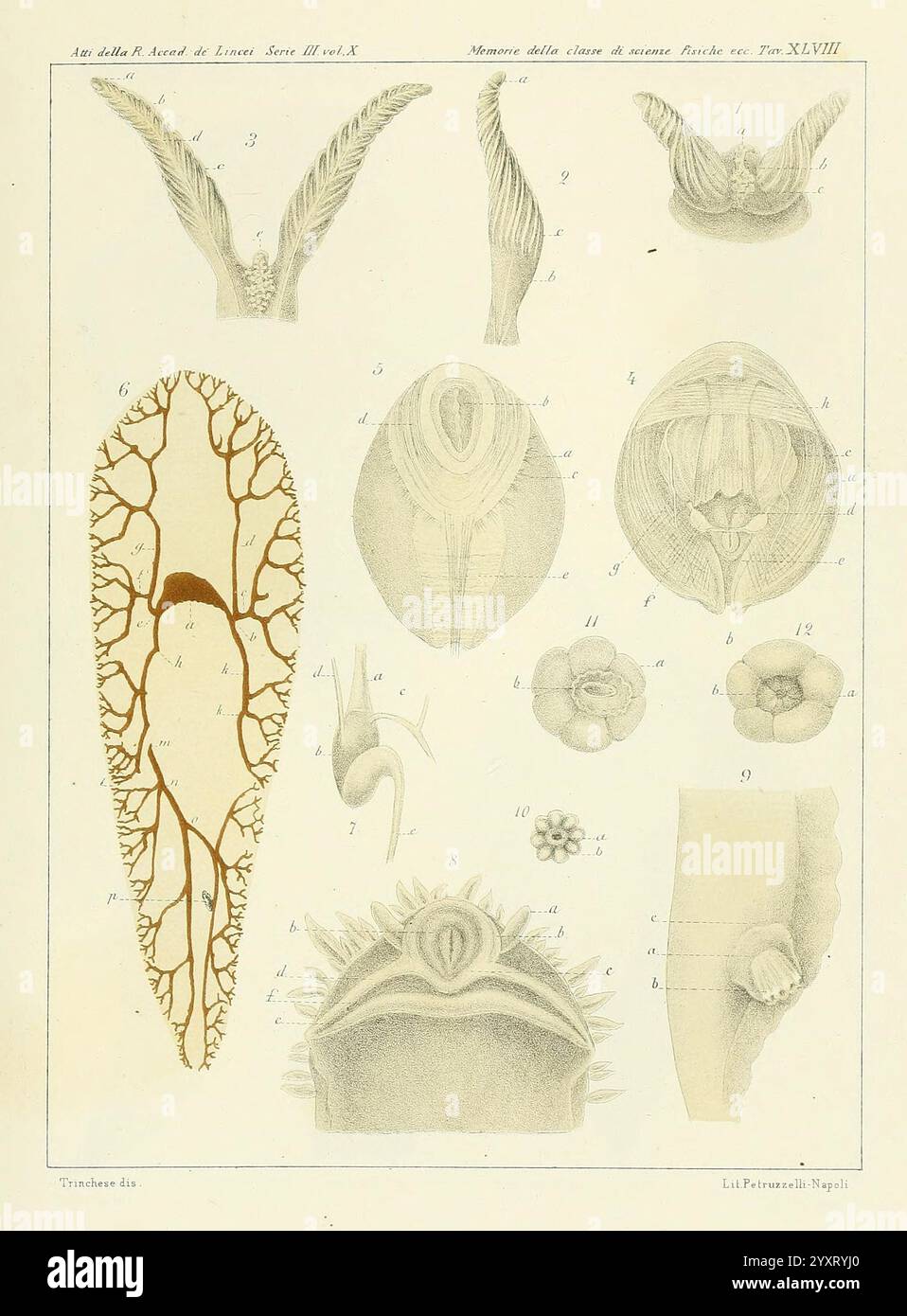 Æolididae E famiglie affini Del porto di Genova Bologna Tipi Gamberini ...