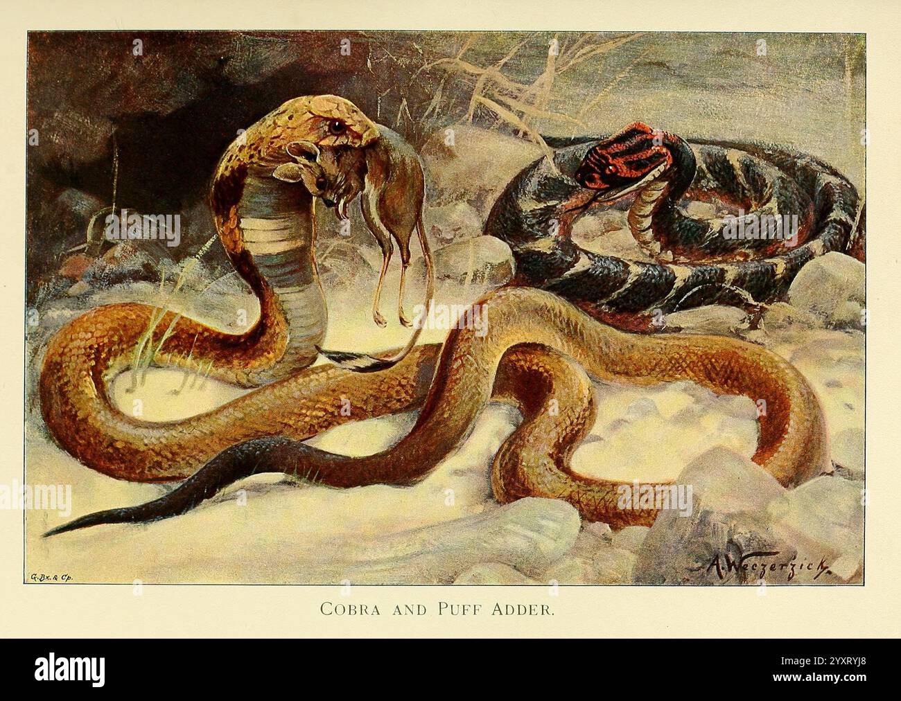 Wild life of the world, London, F. Warne and co, 1916, zoology, cobra ...