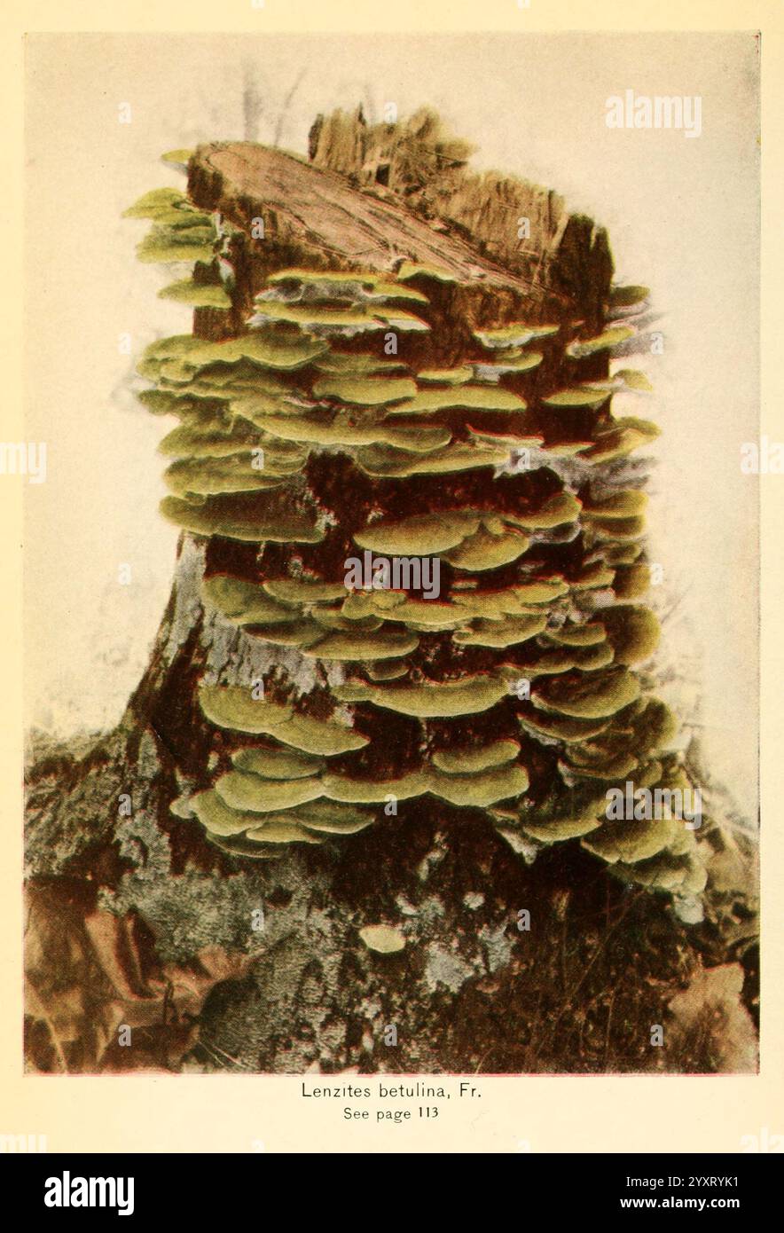 Natures decomposition process hi-res stock photography and images - Alamy