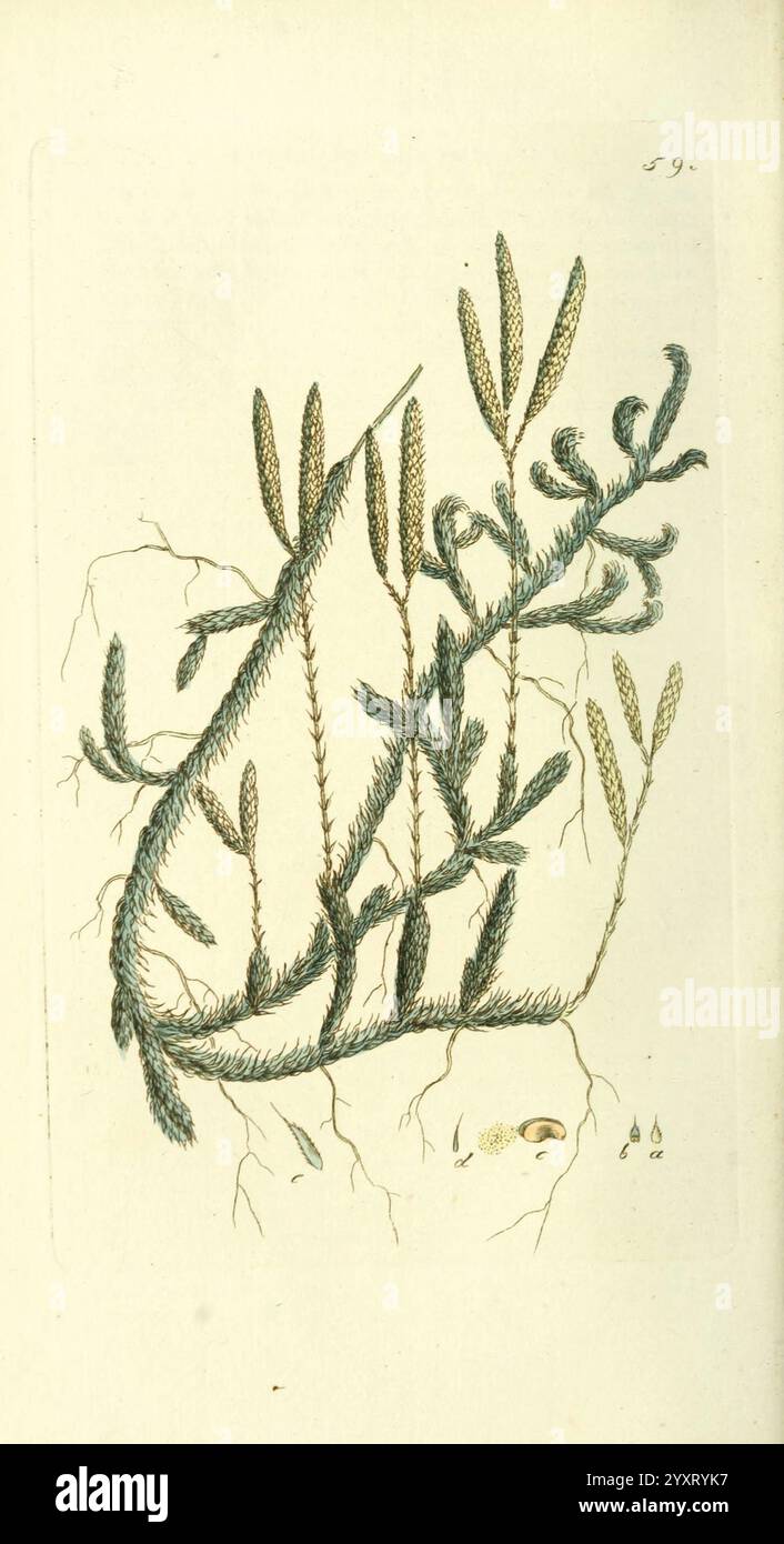 Trailing growth forms hi-res stock photography and images - Alamy