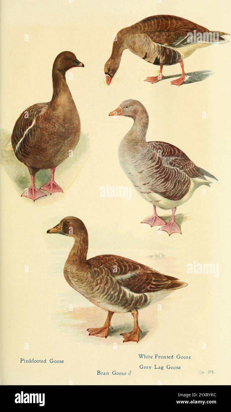 White fronted goose showcases hi-res stock photography and images - Alamy