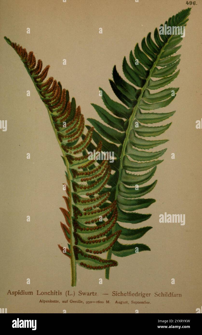 Sickle leaved fern hi-res stock photography and images - Alamy