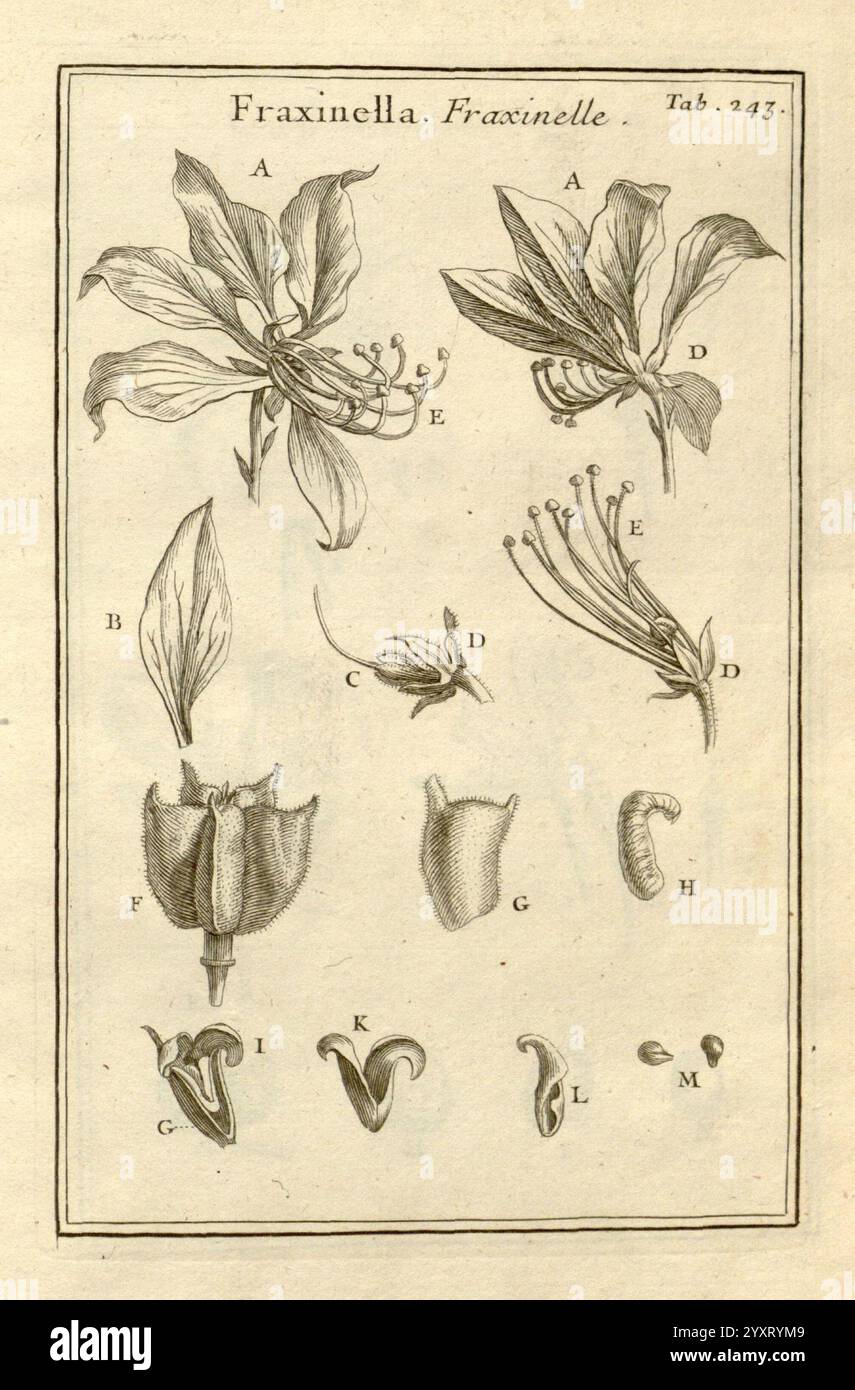 Joseph Pitton de Tournefort, Institutiones rei herbariae, Parisiis, E ...