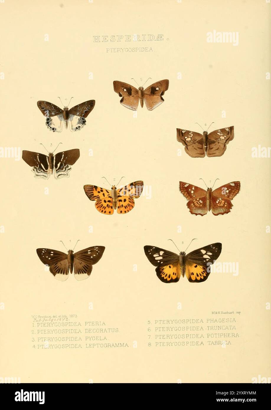 Top row presents three distinct species hi-res stock photography and ...