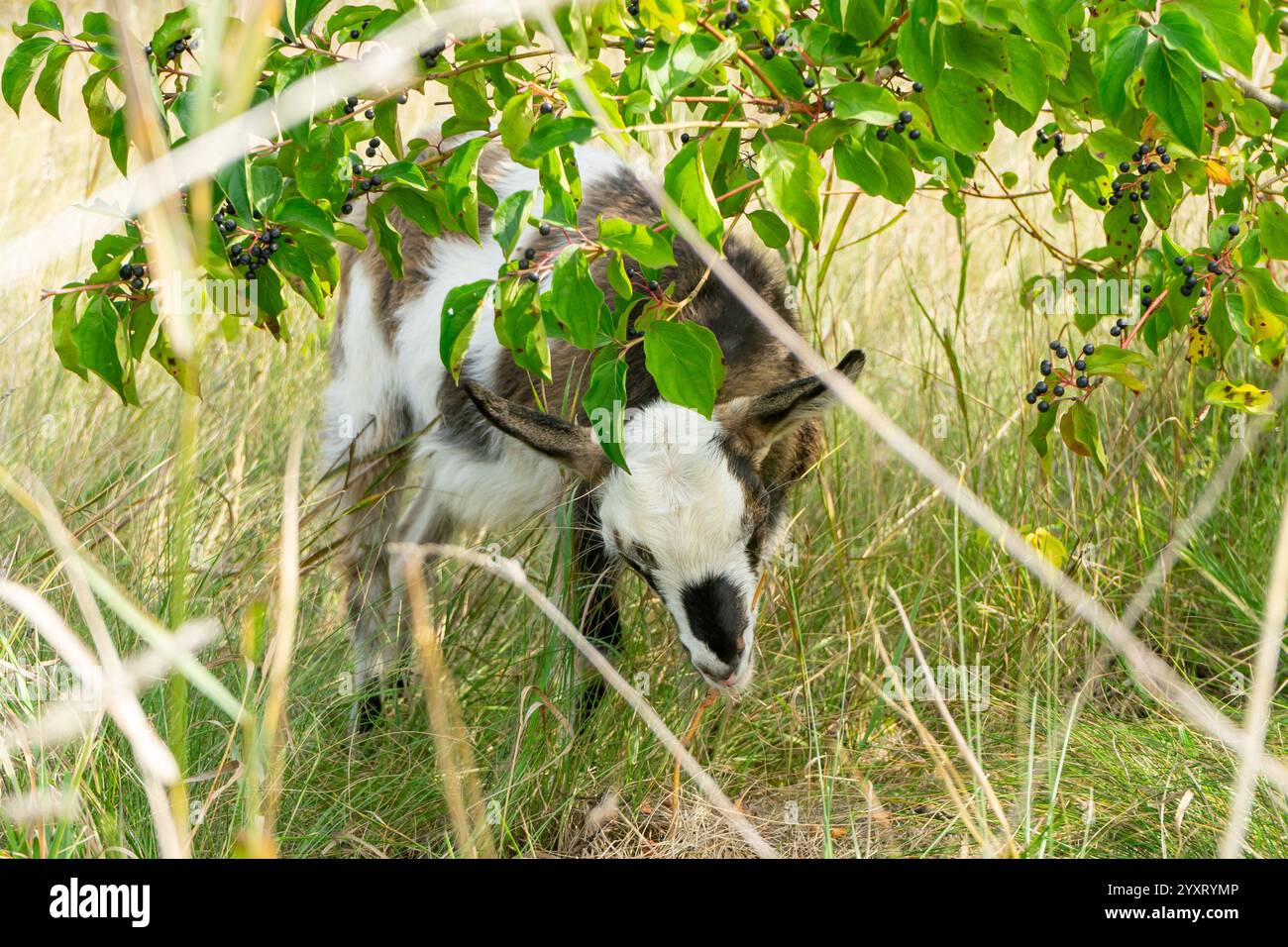 A goat is grazing quietly in a field, partially hidden by lush green ...