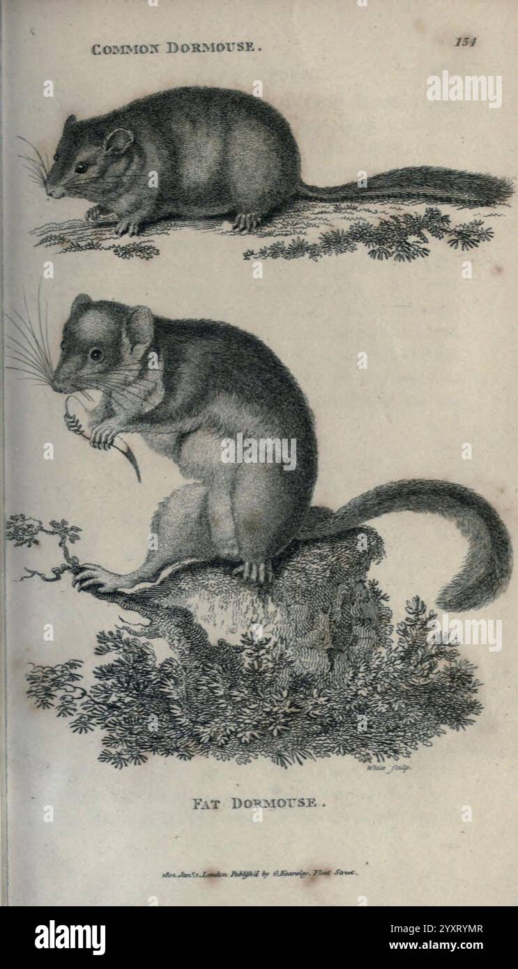 General Zoology, Systematic Natural History, London, Printed for G ...