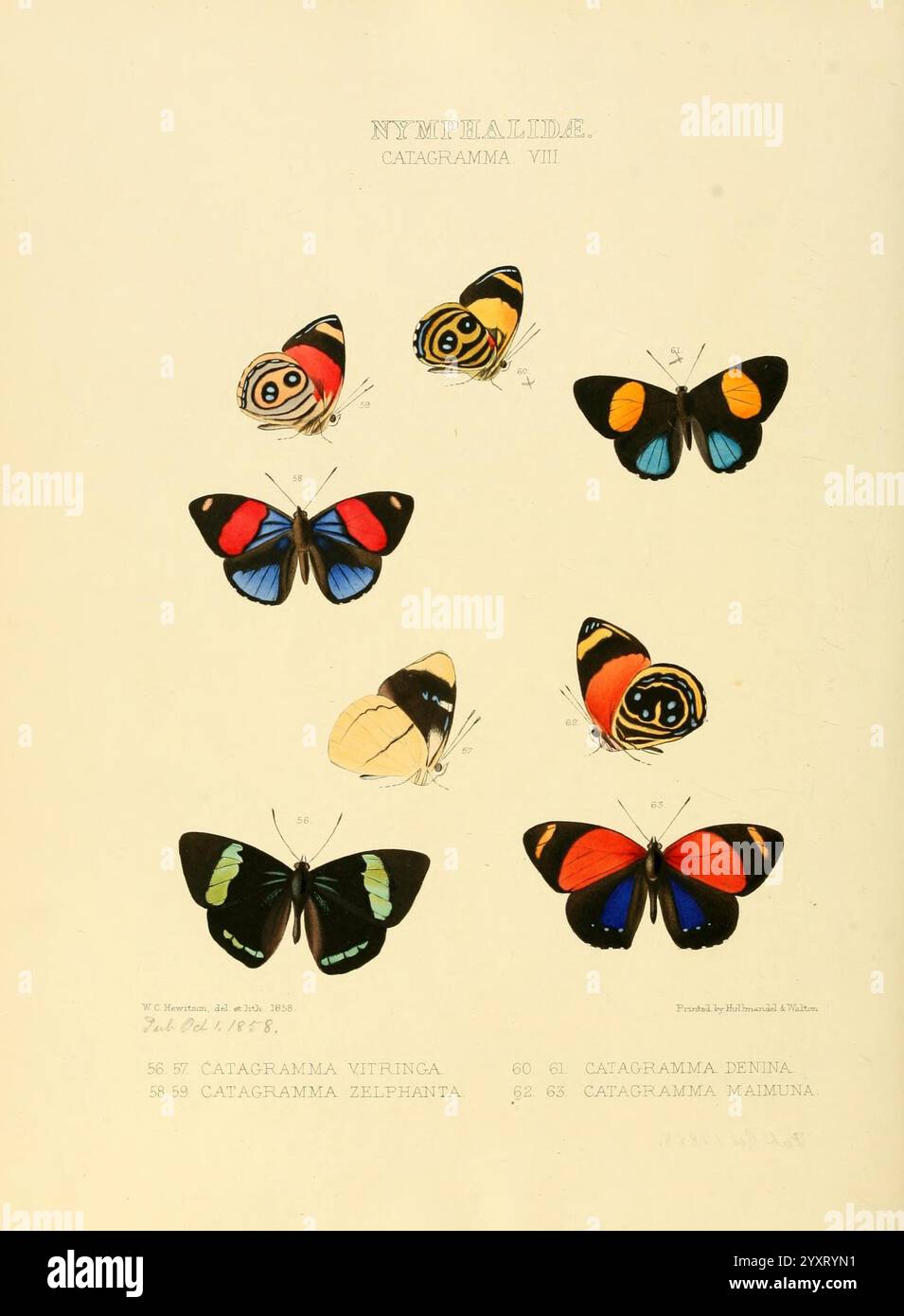 Illustrations of new species of exotic butterflies, London, John Van ...