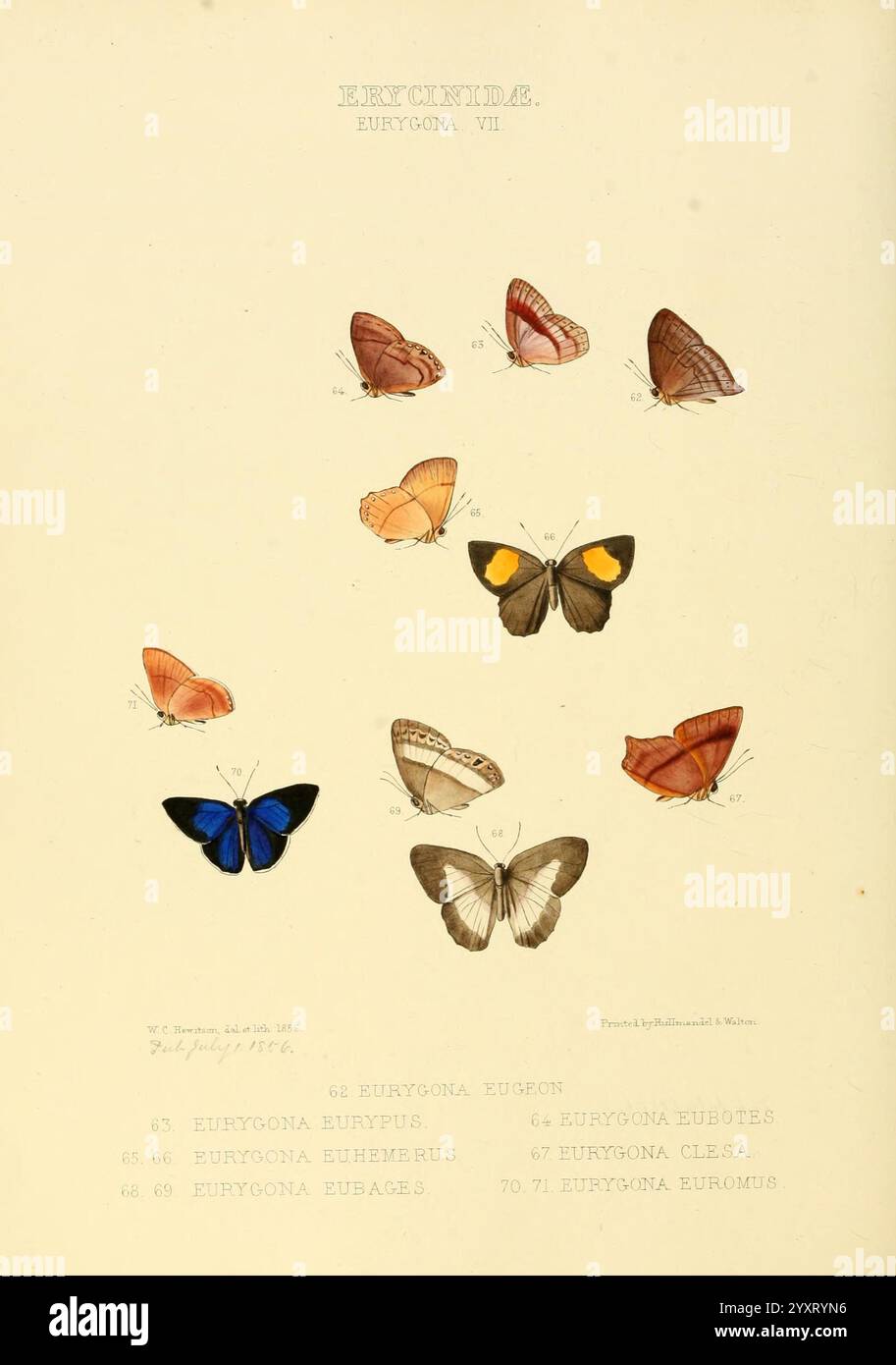 Illustrations of new species of exotic butterflies London, John Van ...