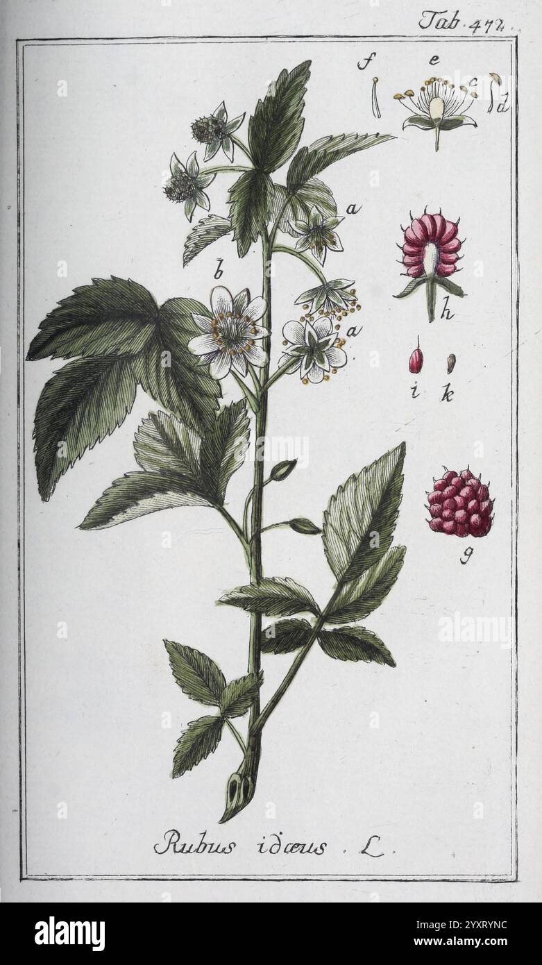 Fruits classic aggregate structure hi-res stock photography and images ...