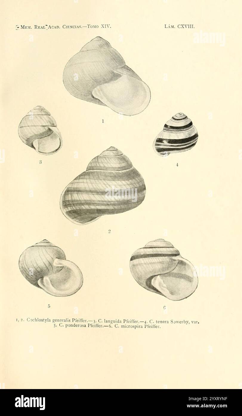 Memorias de la Real Academia de Ciencias Exactas, Fisicas y Naturales ...