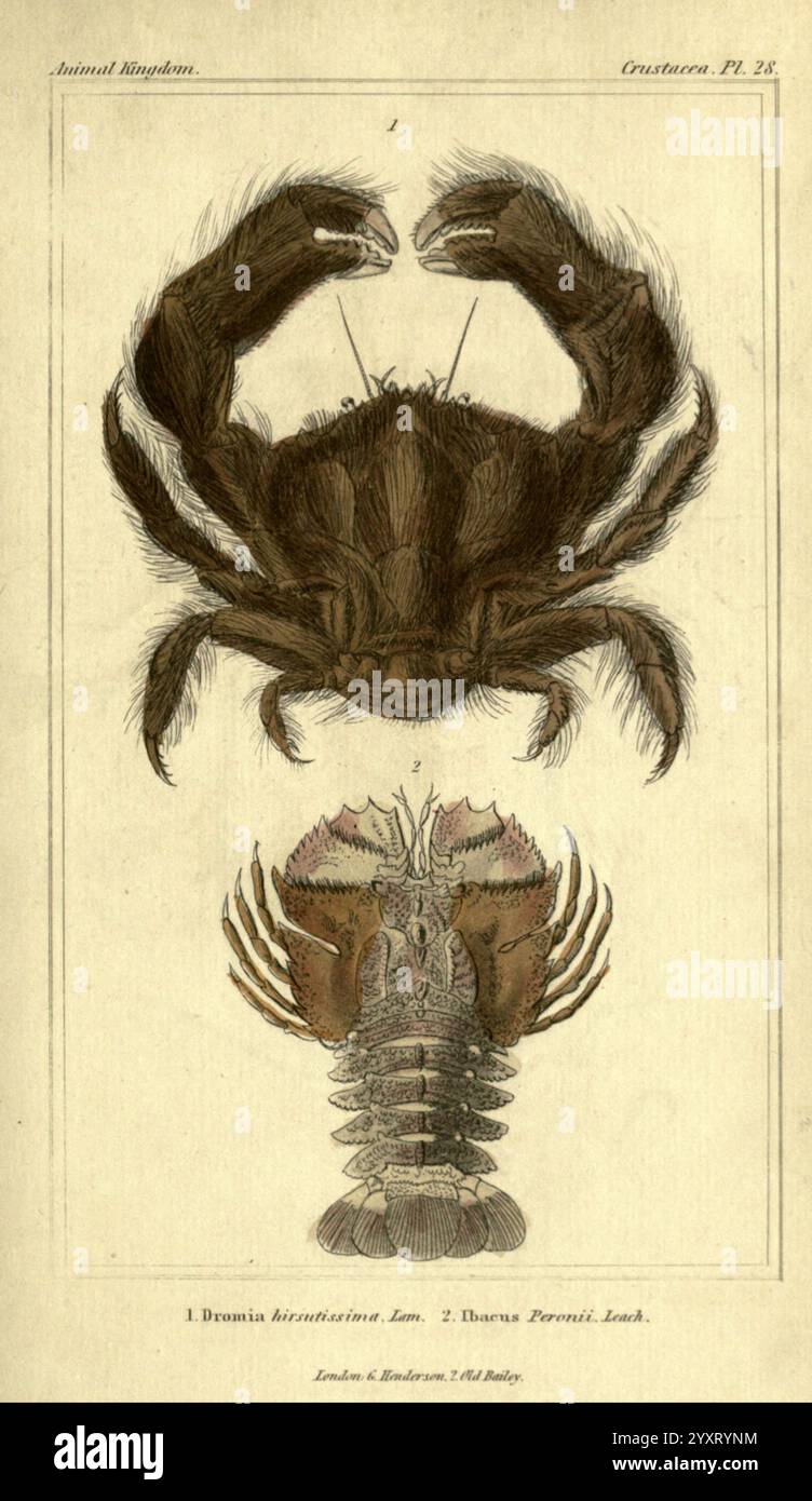 Crab exhibits hi-res stock photography and images - Alamy