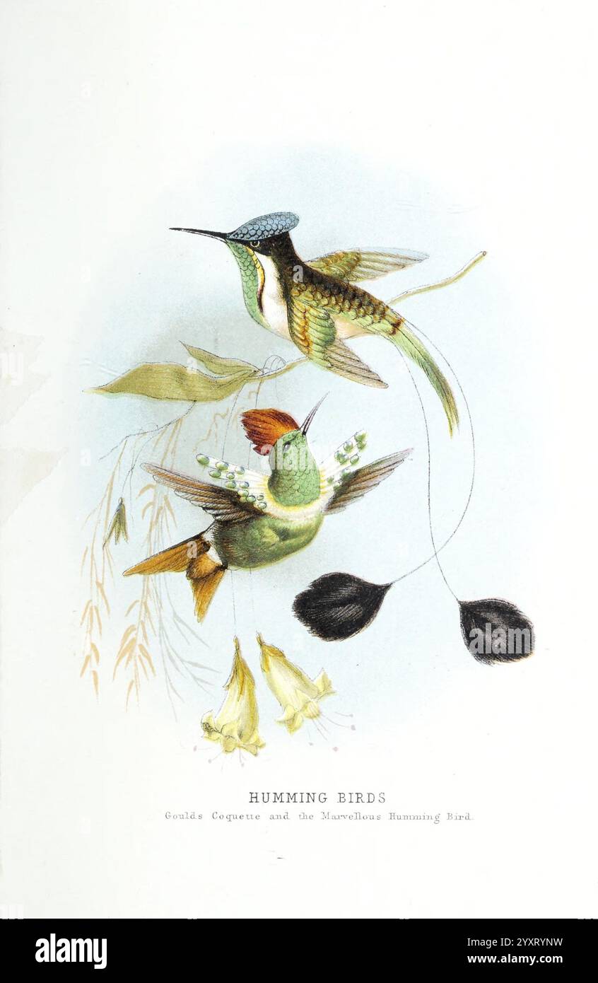 Two beautifully illustrated hummingbirds hi-res stock photography and ...