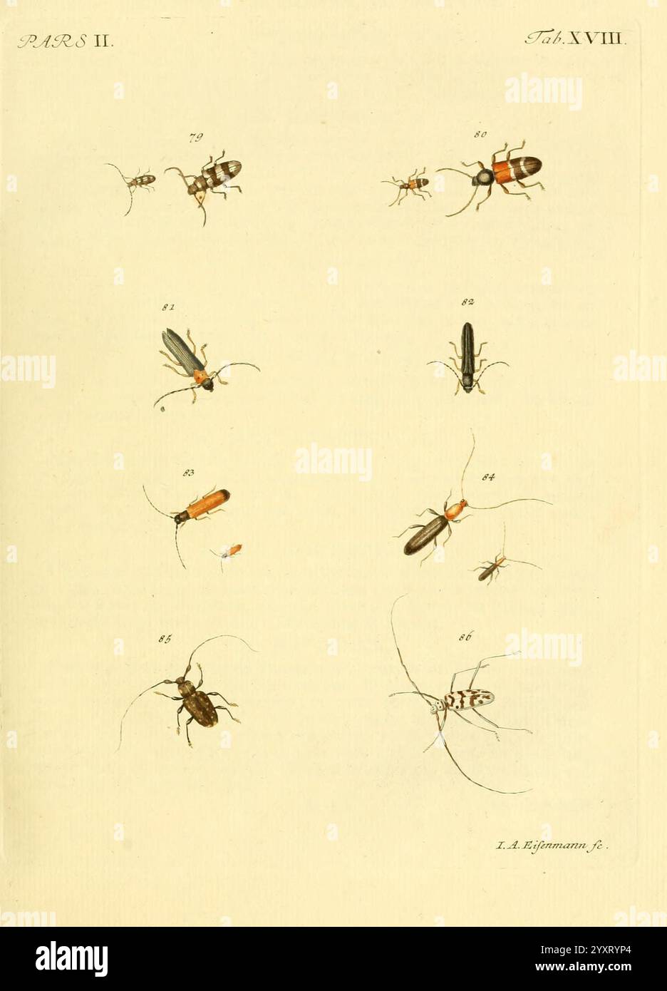 J.E. Voet, M. Doct, Catalogus systematicus coleopterorum, À la Haye ...