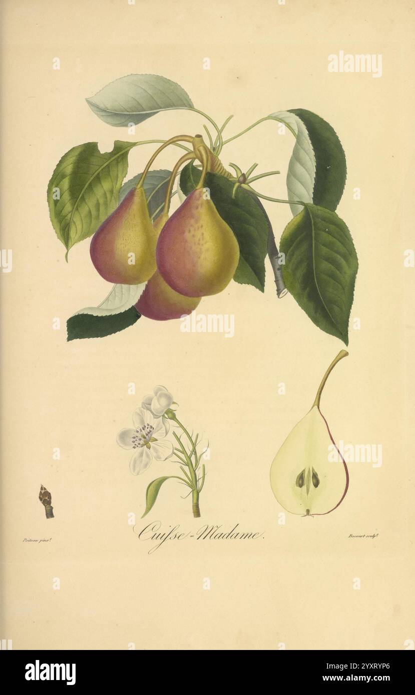 Pear reveals hi-res stock photography and images - Alamy