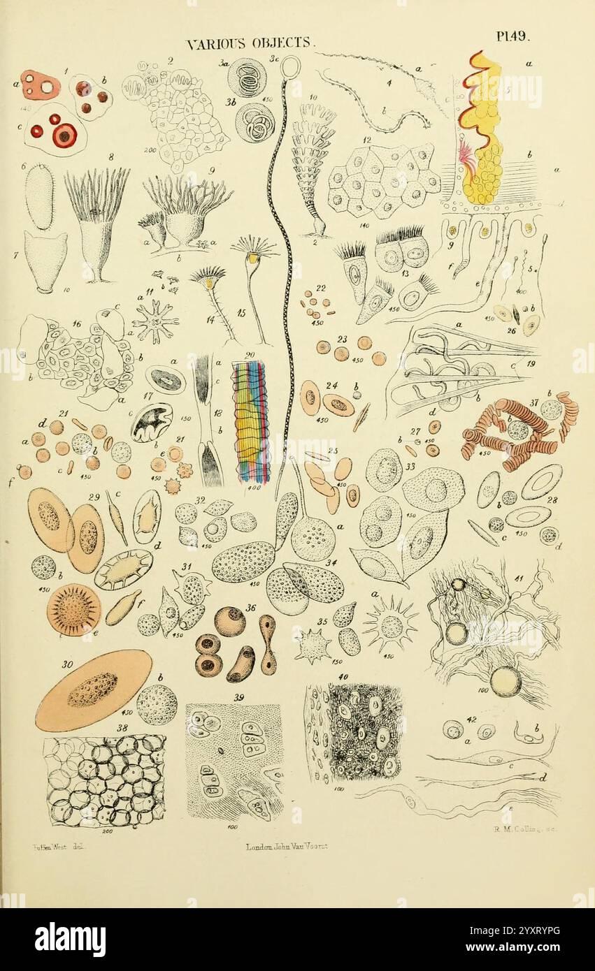 Various microscopic objects hi-res stock photography and images - Alamy