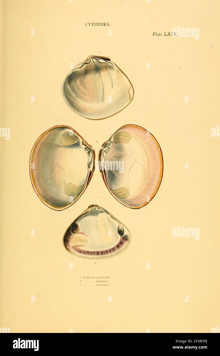 Bivalve classification hi-res stock photography and images - Alamy