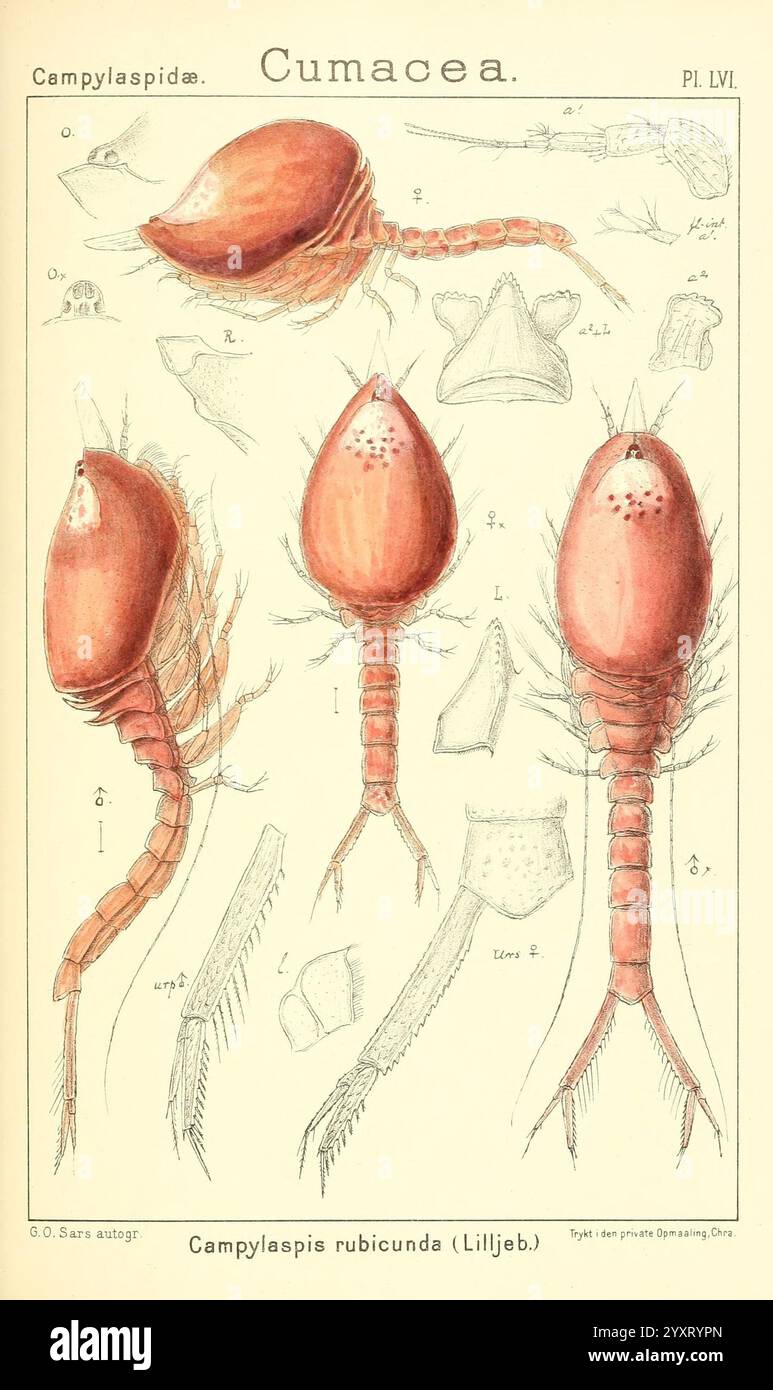 Labeled anatomical sketches hi-res stock photography and images - Alamy