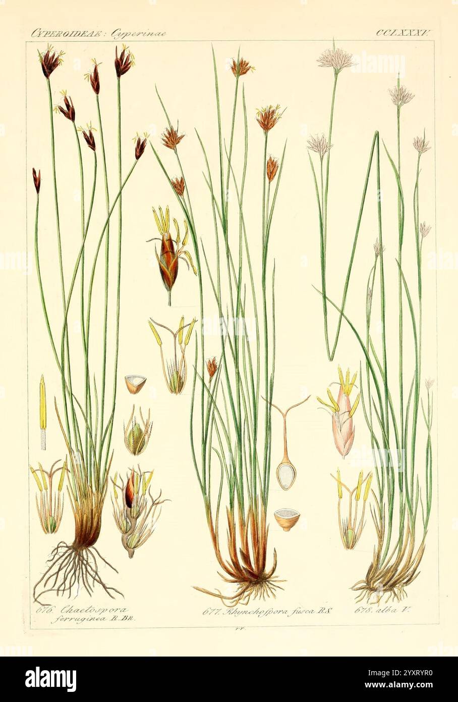 Detailed root structures hi-res stock photography and images - Alamy