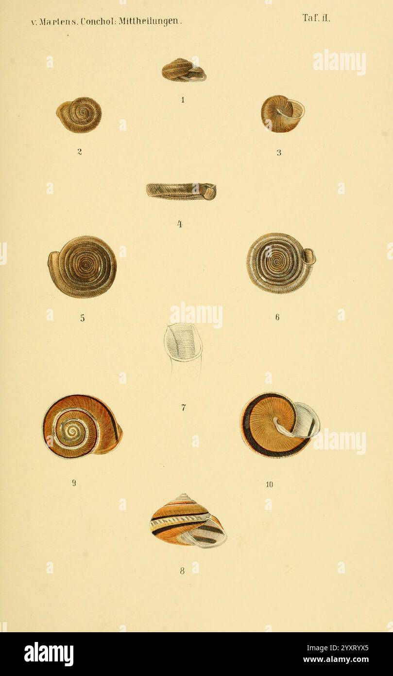 Shell demonstrates hi-res stock photography and images - Alamy