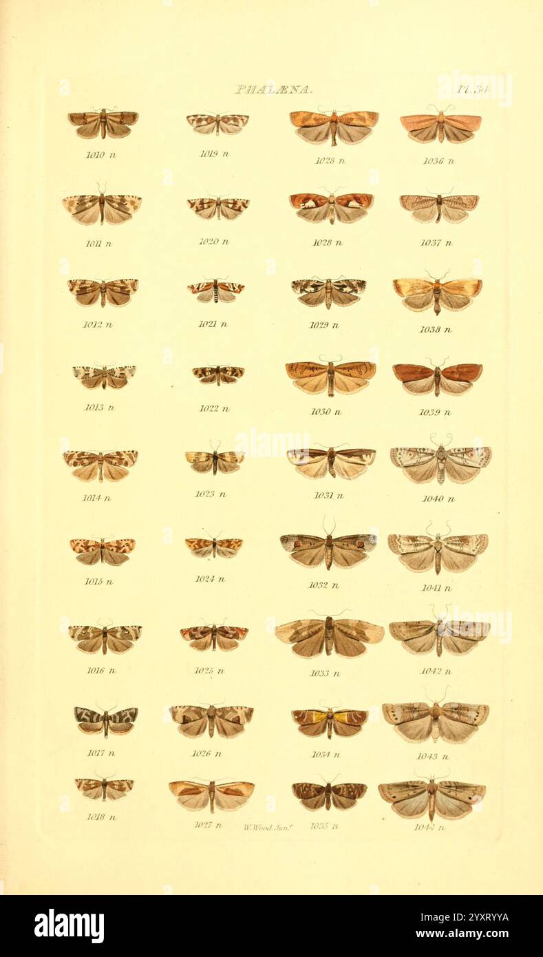 Index entomologicus, London, William Wood, 1839, butterflies ...