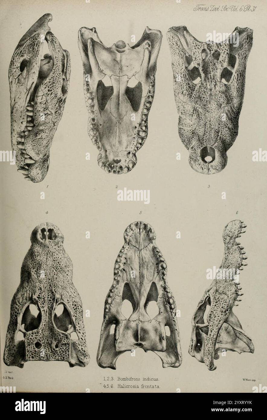Systematic comparison hi-res stock photography and images - Alamy Systematic comparison hi-res stock photography and images - Alamy