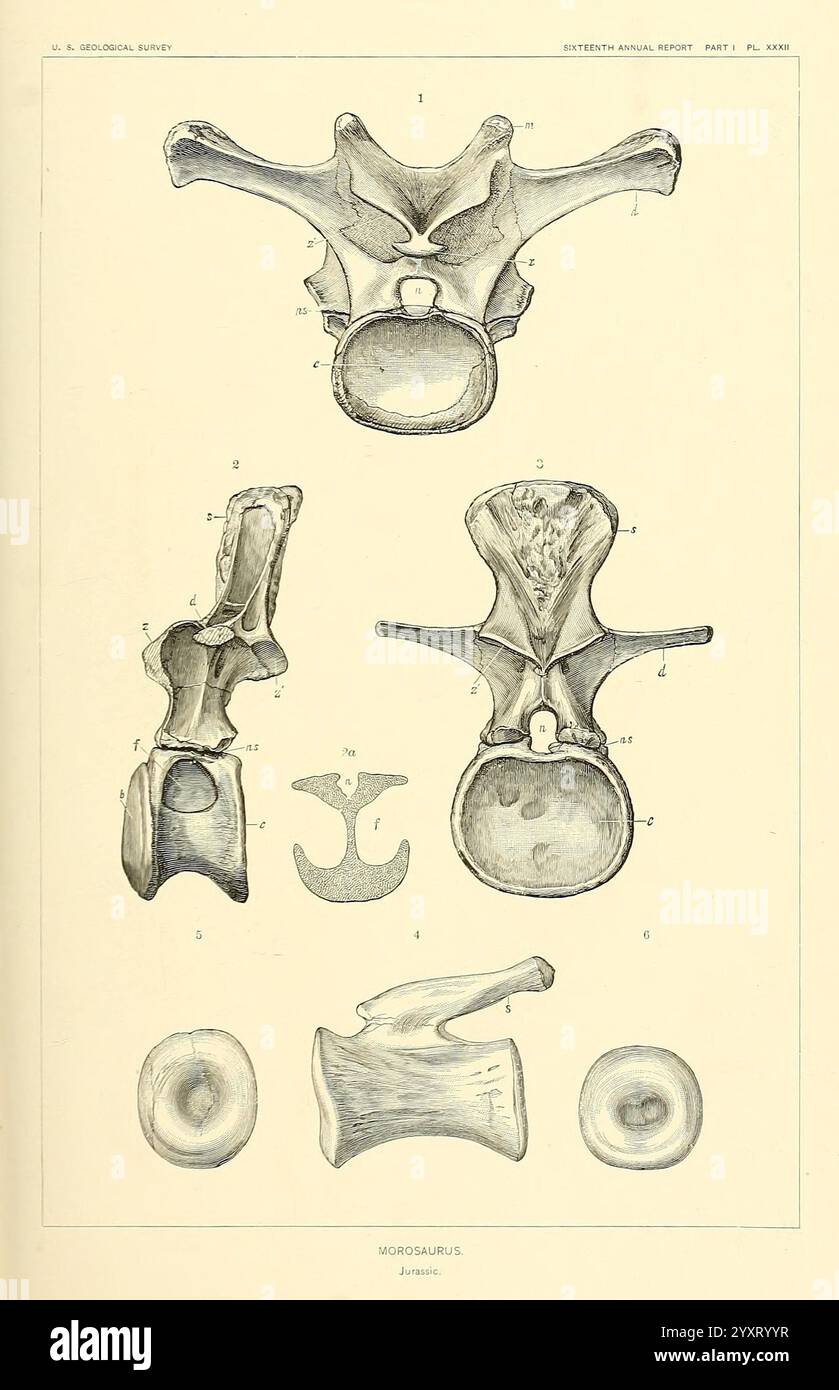 The dinosaurs of North America, Washington, Govt. Print, 1896 ...