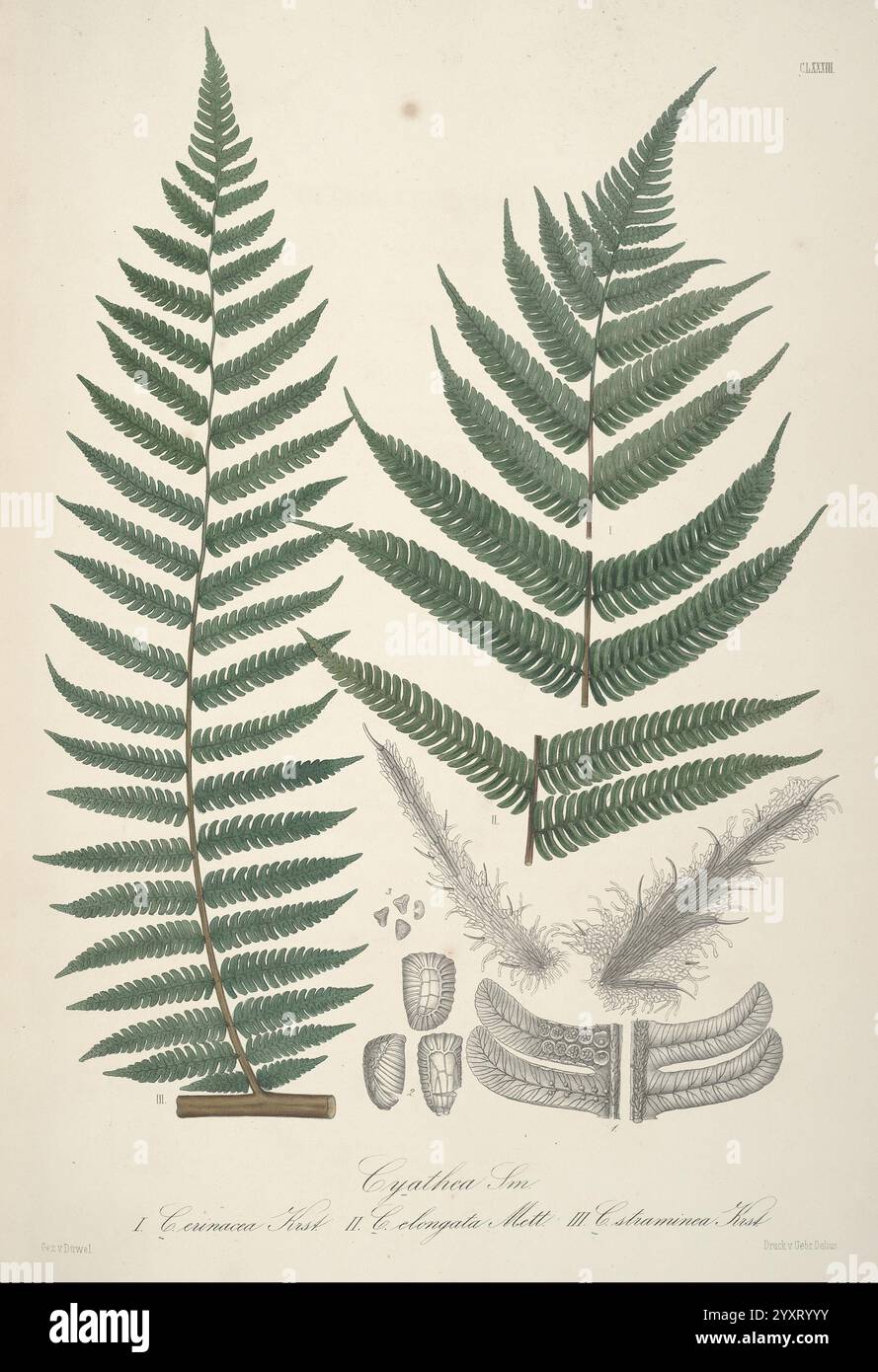 Larger leaflets hi-res stock photography and images - Alamy