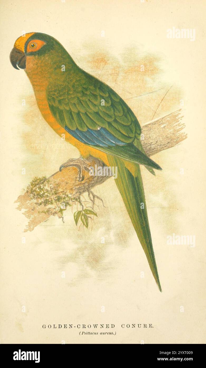 The speaking parrots: London, L.U. Gill 1884, parrots, talking birds ...