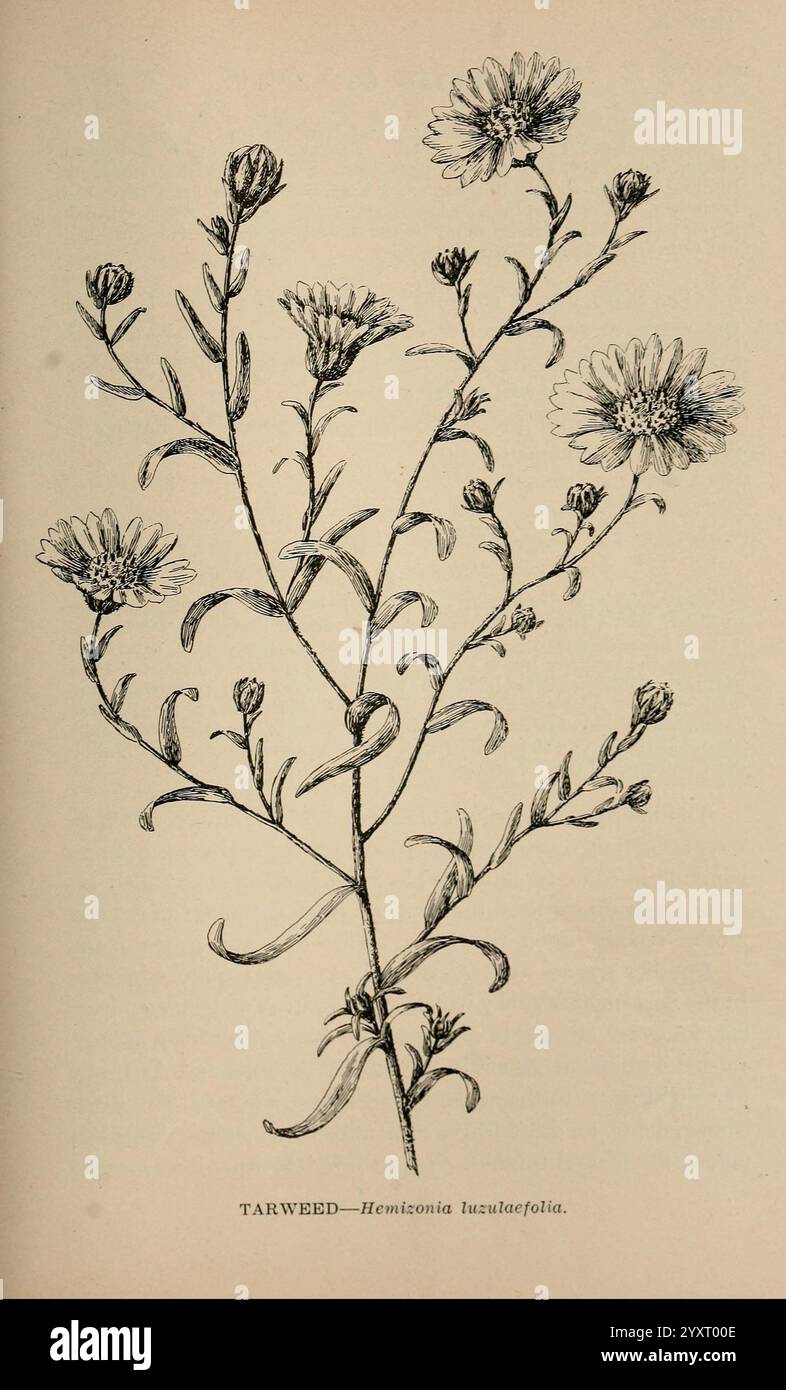 Tarweed plant hi-res stock photography and images - Alamy