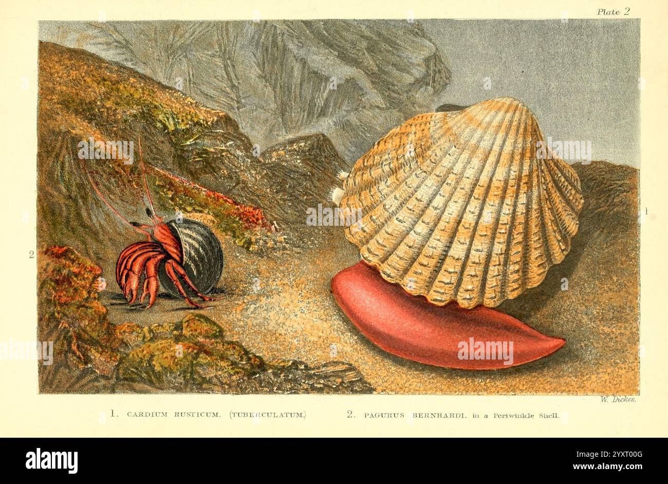 Glaucus, or The wonders of the shore, Cambridge, Macmillan and Co, 1859 ...