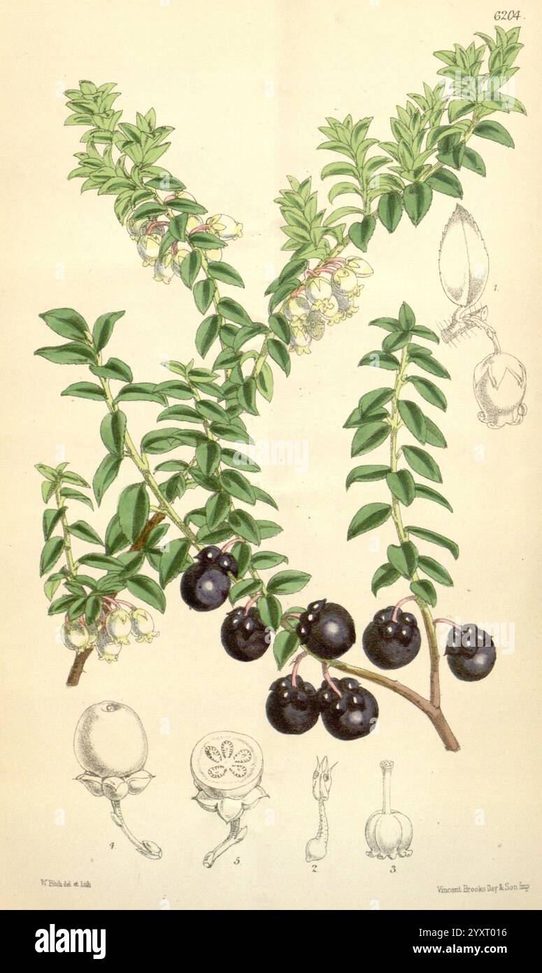 Curtis's Botanical Magazine London New York botanical illustration ...