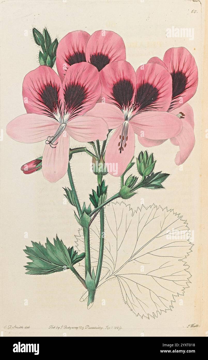 Geraniaceae, London, Printed for James Ridgway, Piccadilly, 1820-1830 ...