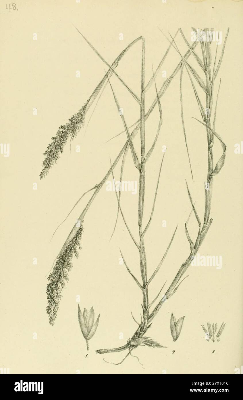 Species Graminum, Petropoli, Impensis Academiae Imperialis Scientiarum ...