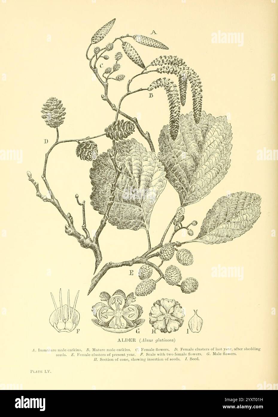 Trees and shrubs of the British Isles, London, Dent, 1909, botany ...