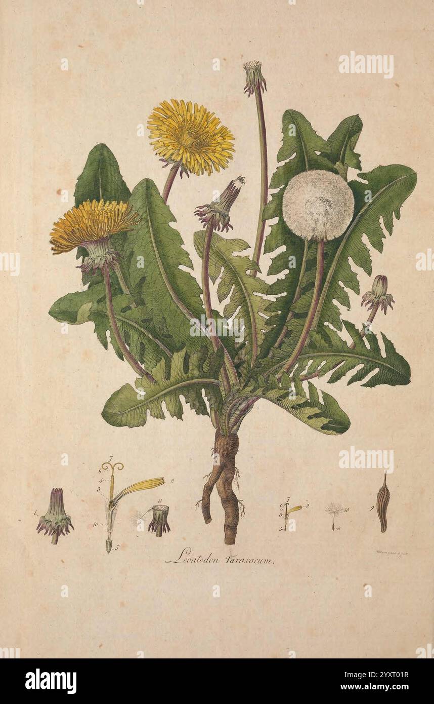 Binomial taraxacum officinale hi-res stock photography and images - Alamy