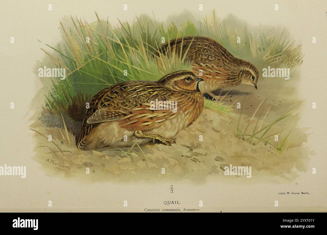 Showcasing beautiful feather patterns hi-res stock photography and ...