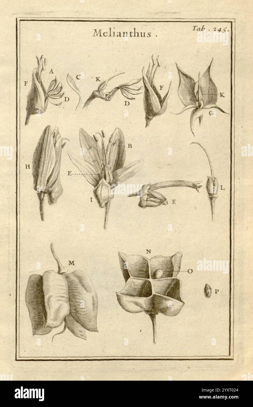 Understanding botanical anatomy hi-res stock photography and images - Alamy