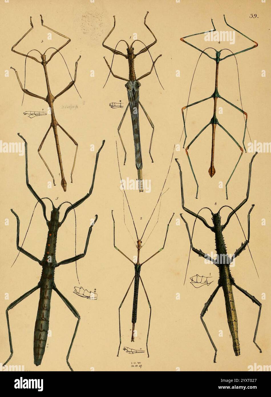 Phasma geniculosum hi-res stock photography and images - Alamy