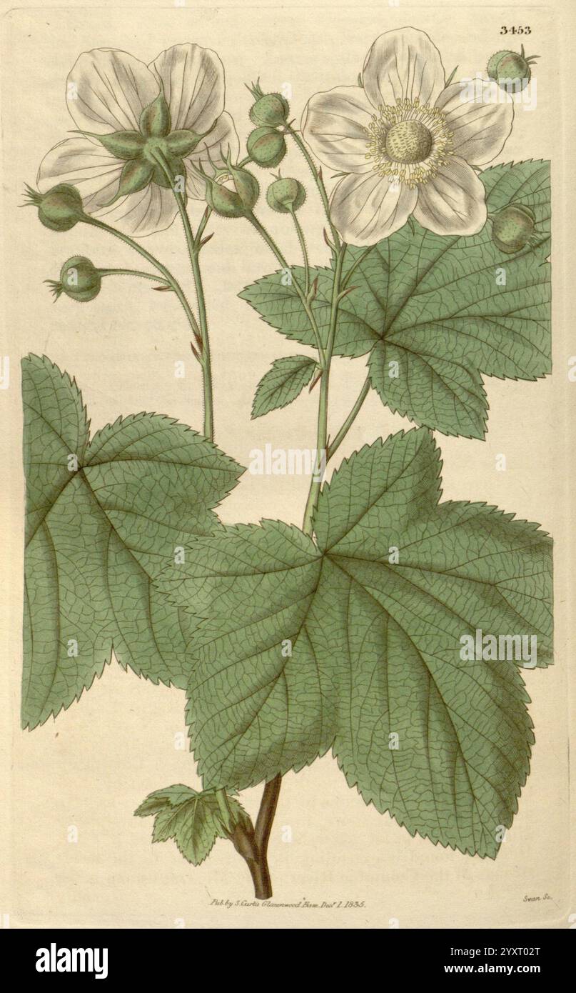 Curtis's botanical magazine, London, New York, botany, periodicals ...