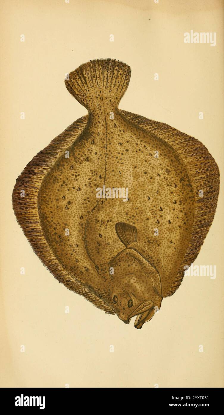 A history of the fishes of the British Islands, 1862-65, Great Britain ...